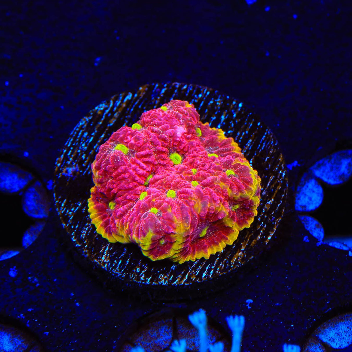 TSA Inferno Favia Coral - (Almost WYSIWYG) – Top Shelf Aquatics