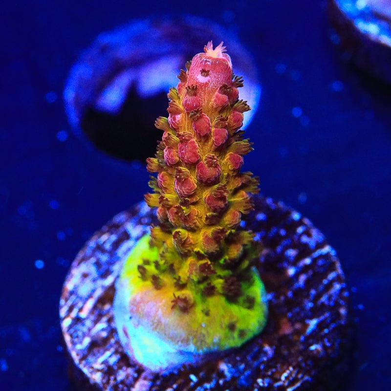 PC Rainbow Acropora Coral - (Almost WYSIWYG) – Top Shelf Aquatics