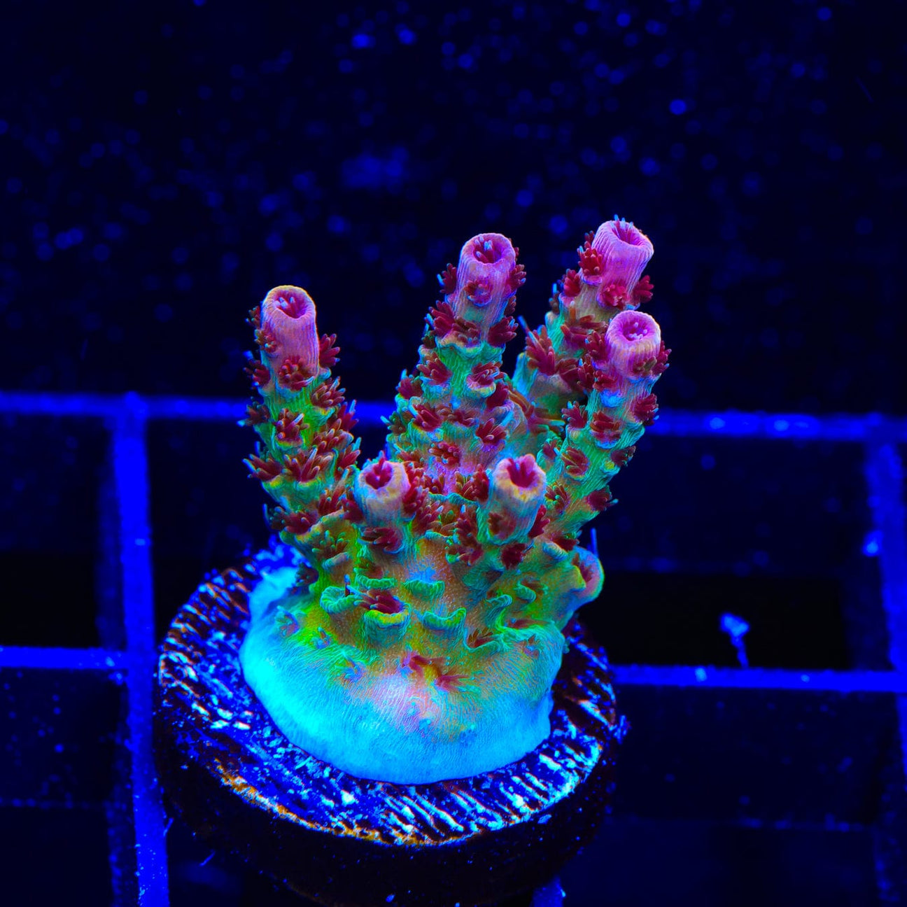 Acropora Coral – Top Shelf Aquatics