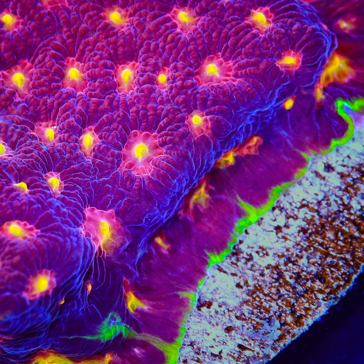 JF Psycho Rim Favia Coral – Top Shelf Aquatics