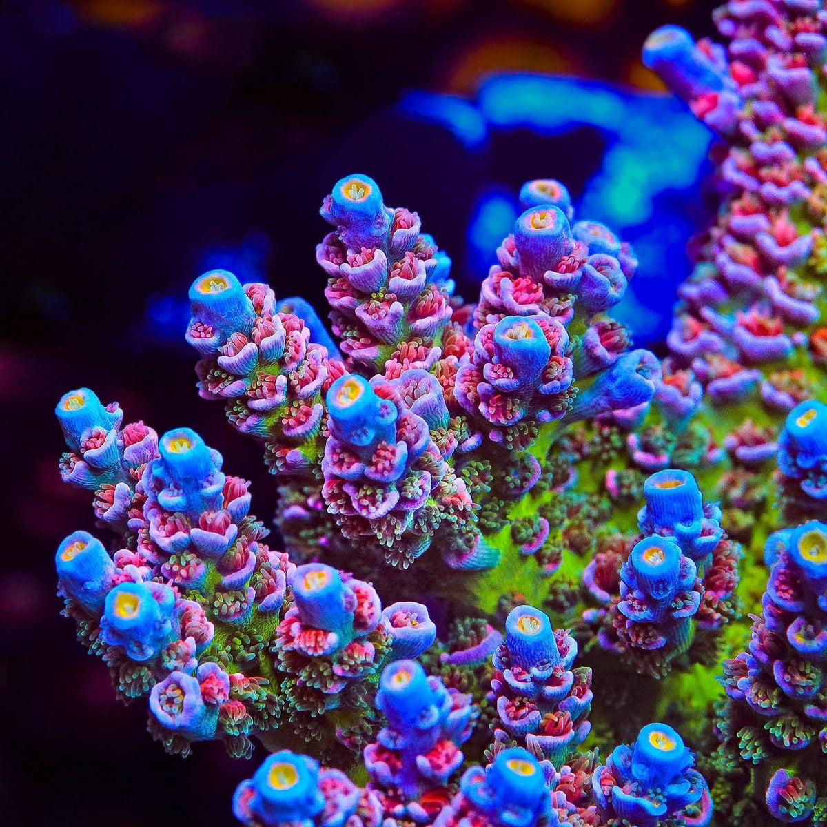 TSA Circus Freak Tenuis Acropora Coral – Top Shelf Aquatics