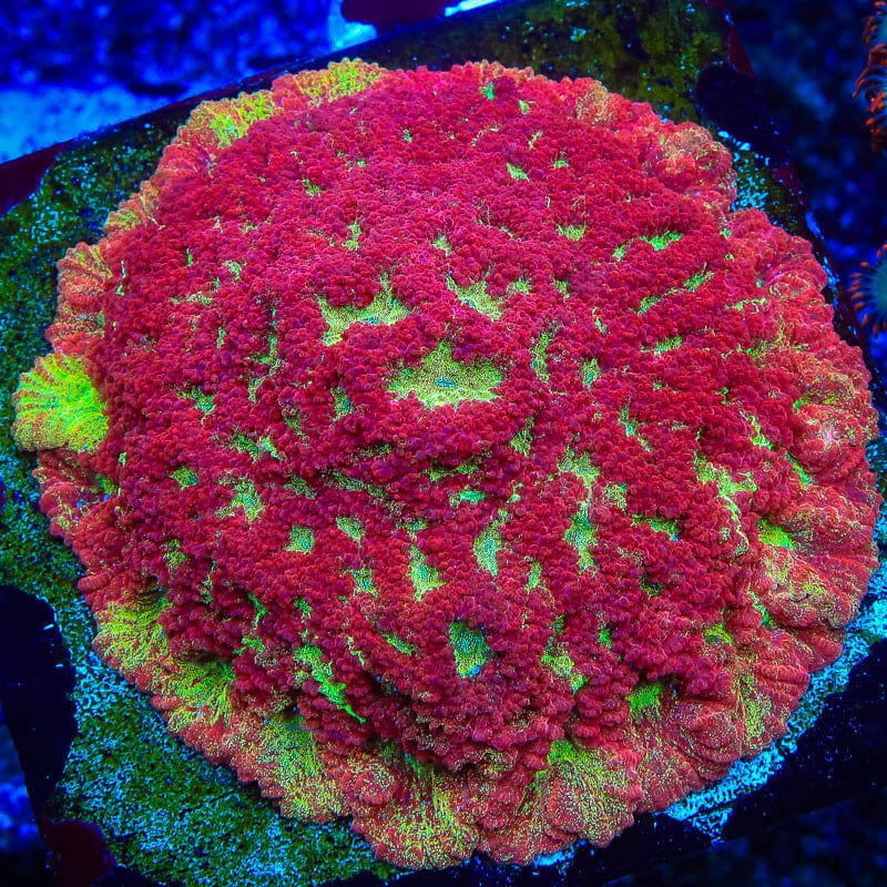 TSA Inferno Favia Coral - (Almost WYSIWYG) – Top Shelf Aquatics