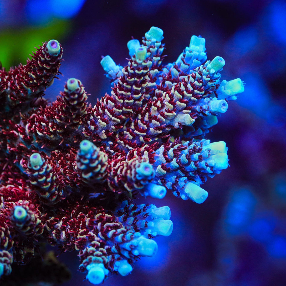 TSA Rainbow Sherbet Acropora Coral – Top Shelf Aquatics