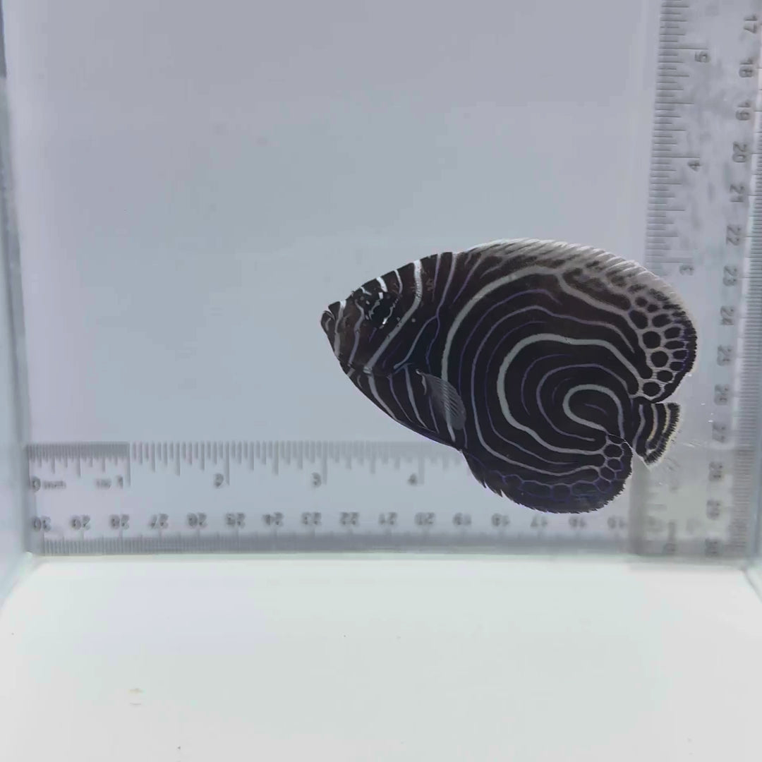 Juv. Emperor Angel Fish (Pomacanthus imperator) – Top Shelf Aquatics