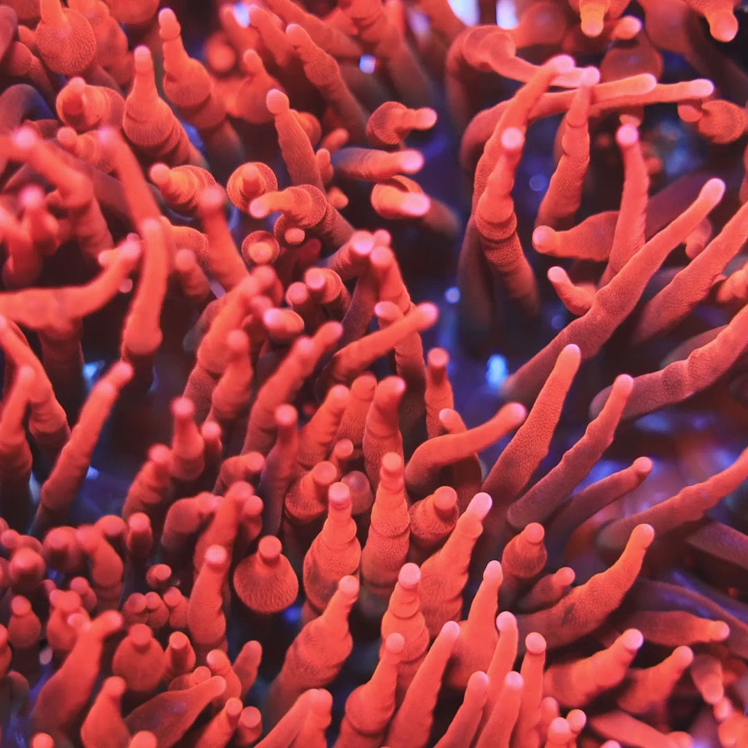 Black Widow Bubble Tip Anemone – Top Shelf Aquatics