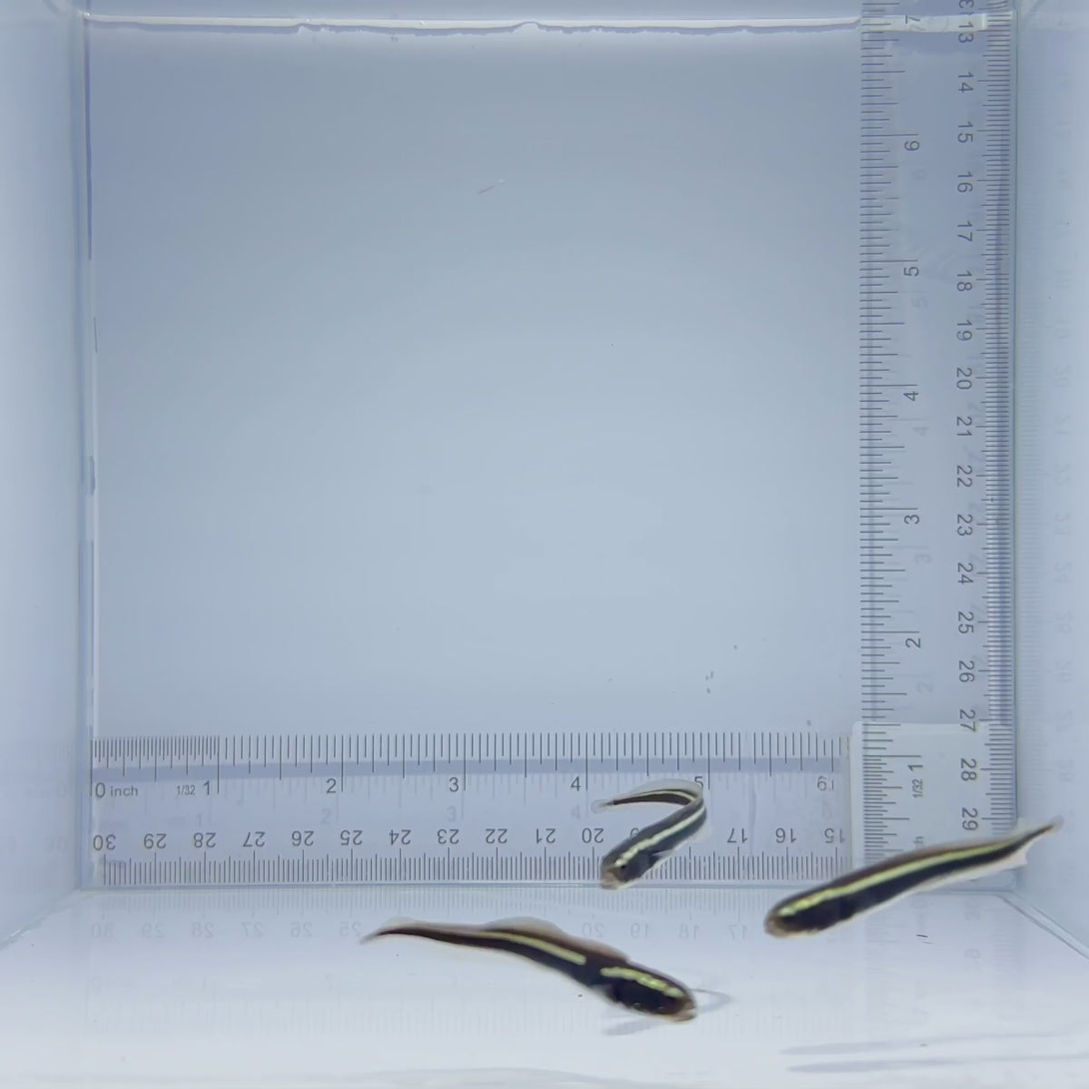 Engineer Goby Fish – Top Shelf Aquatics