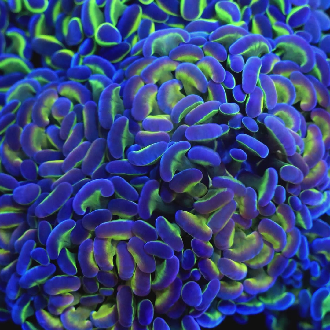 Holy Grail Hammer Coral – Top Shelf Aquatics