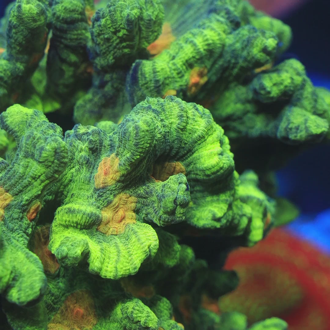 Space Invader Pectinia Coral – Top Shelf Aquatics