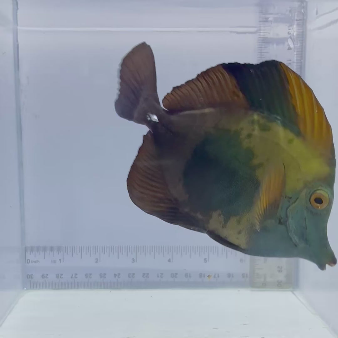 Blue Face Koi Tang — Zebrasoma scopas – Top Shelf Aquatics