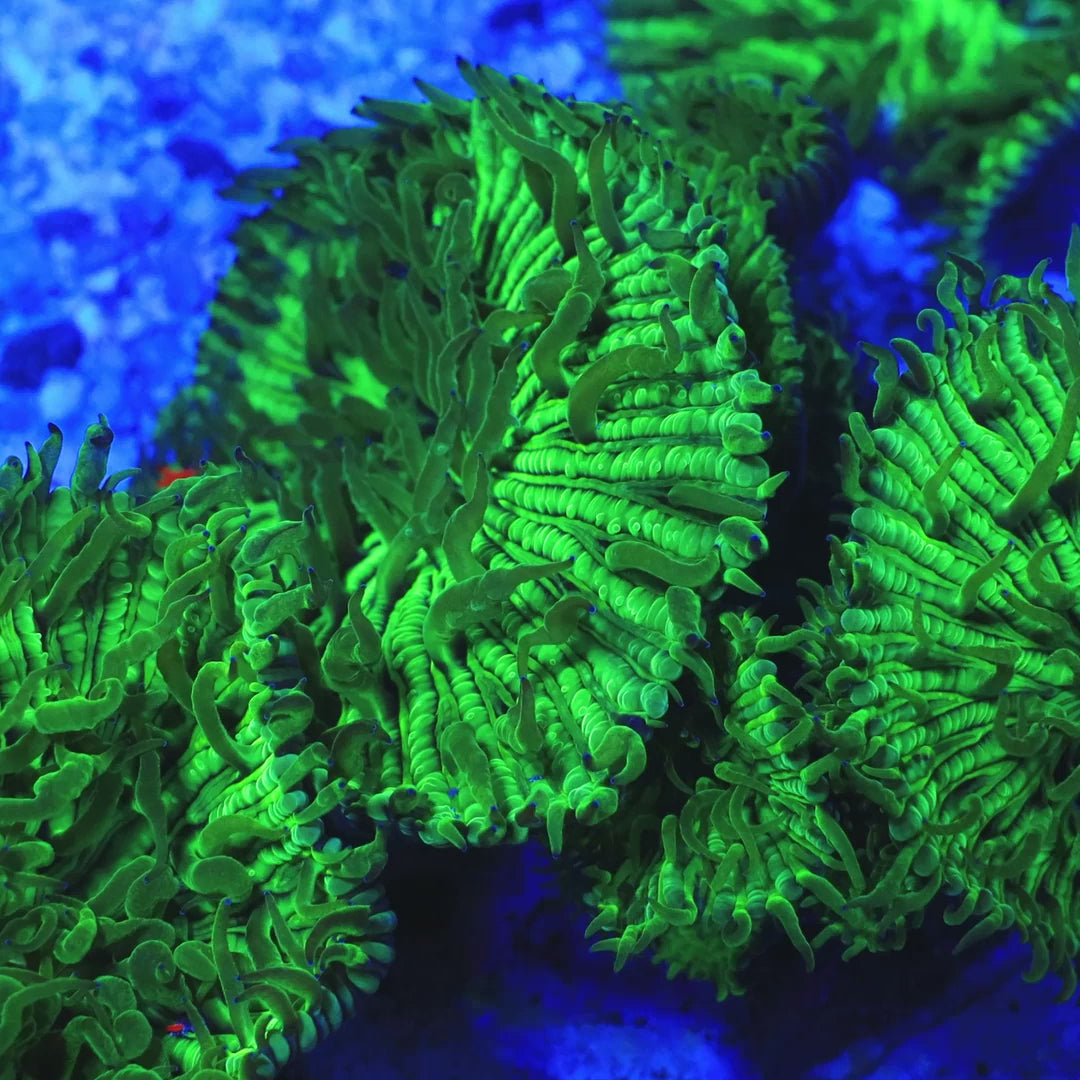 TSA Funky Fungia Plate Coral – Top Shelf Aquatics