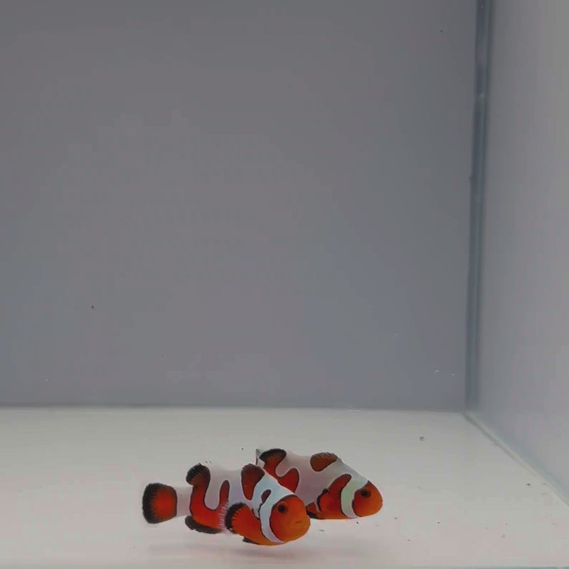 Designer Clownfish for Sale | Unique Clownfish to Buy for Your Aquarium ...