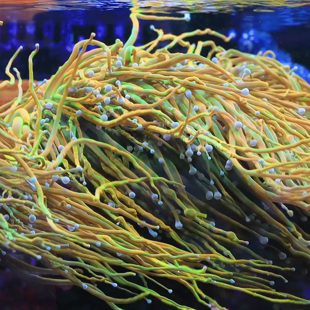 TSA Baby Grail Torch Coral – Top Shelf Aquatics