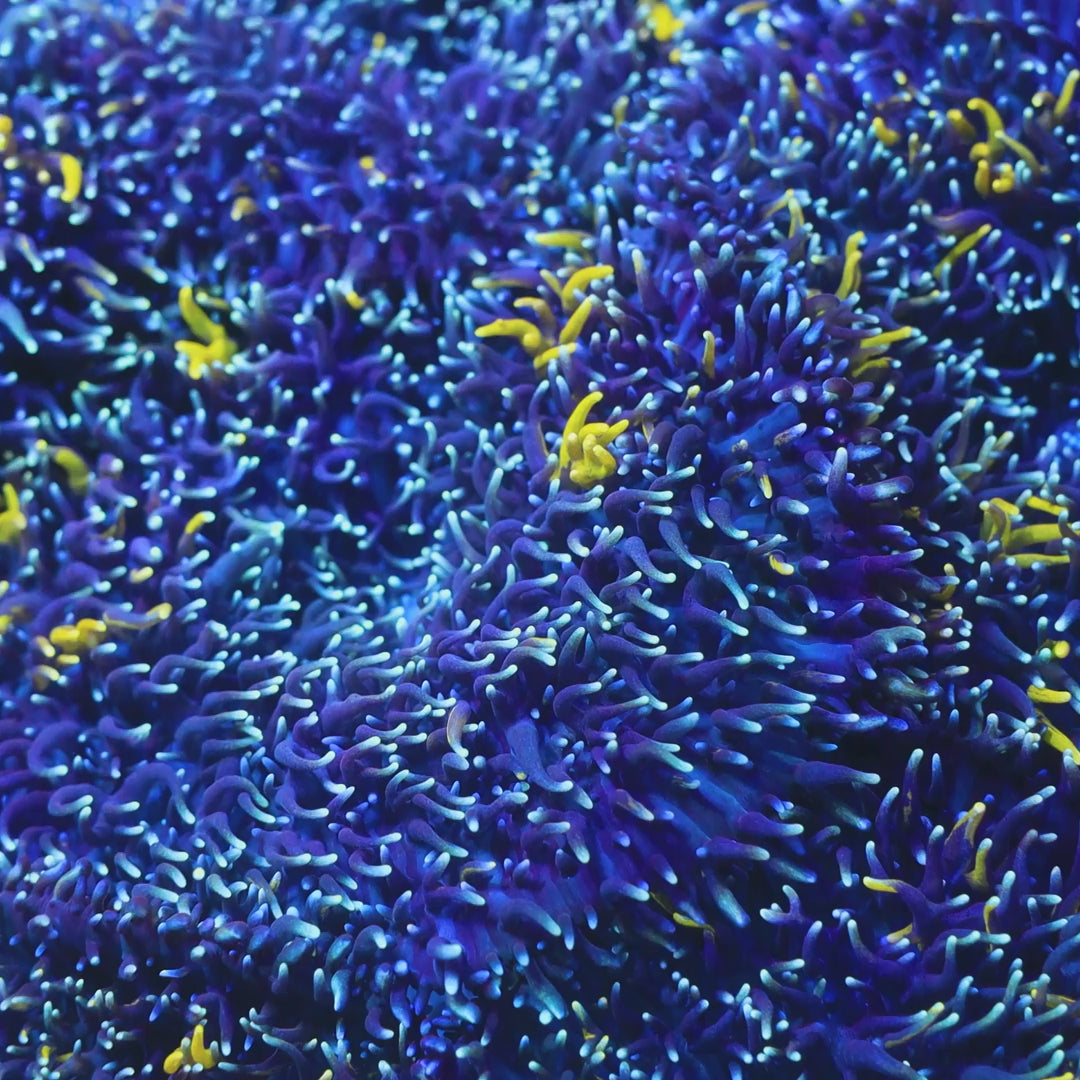 TSA Mojo Magic Mushroom Coral – Top Shelf Aquatics