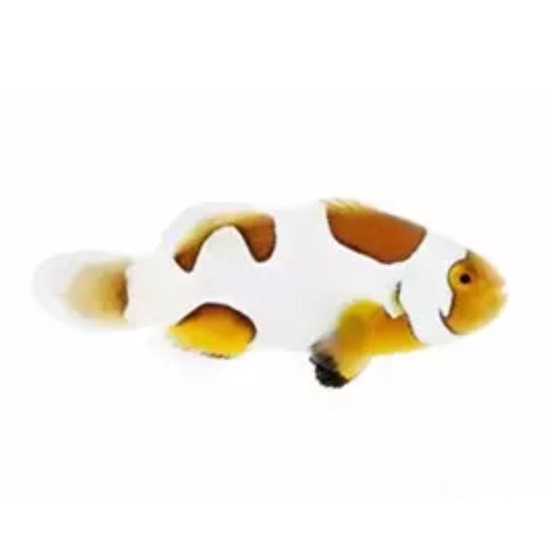 Extreme Picasso Clownfish - Amphiprion percula – Top Shelf Aquatics