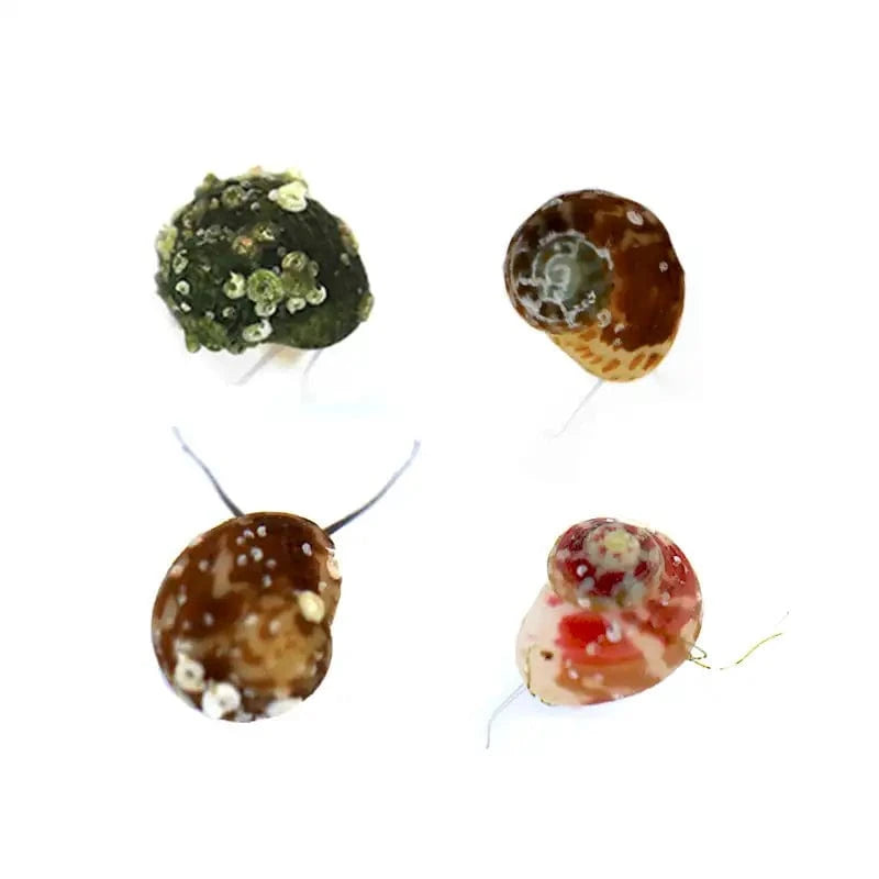 Collonista Snail - Sustainably Aquacultured – Top Shelf Aquatics