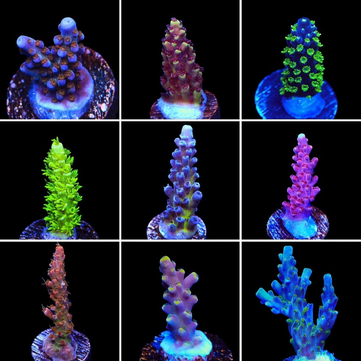 Acropora 3 Coral Frag Pack – Top Shelf Aquatics