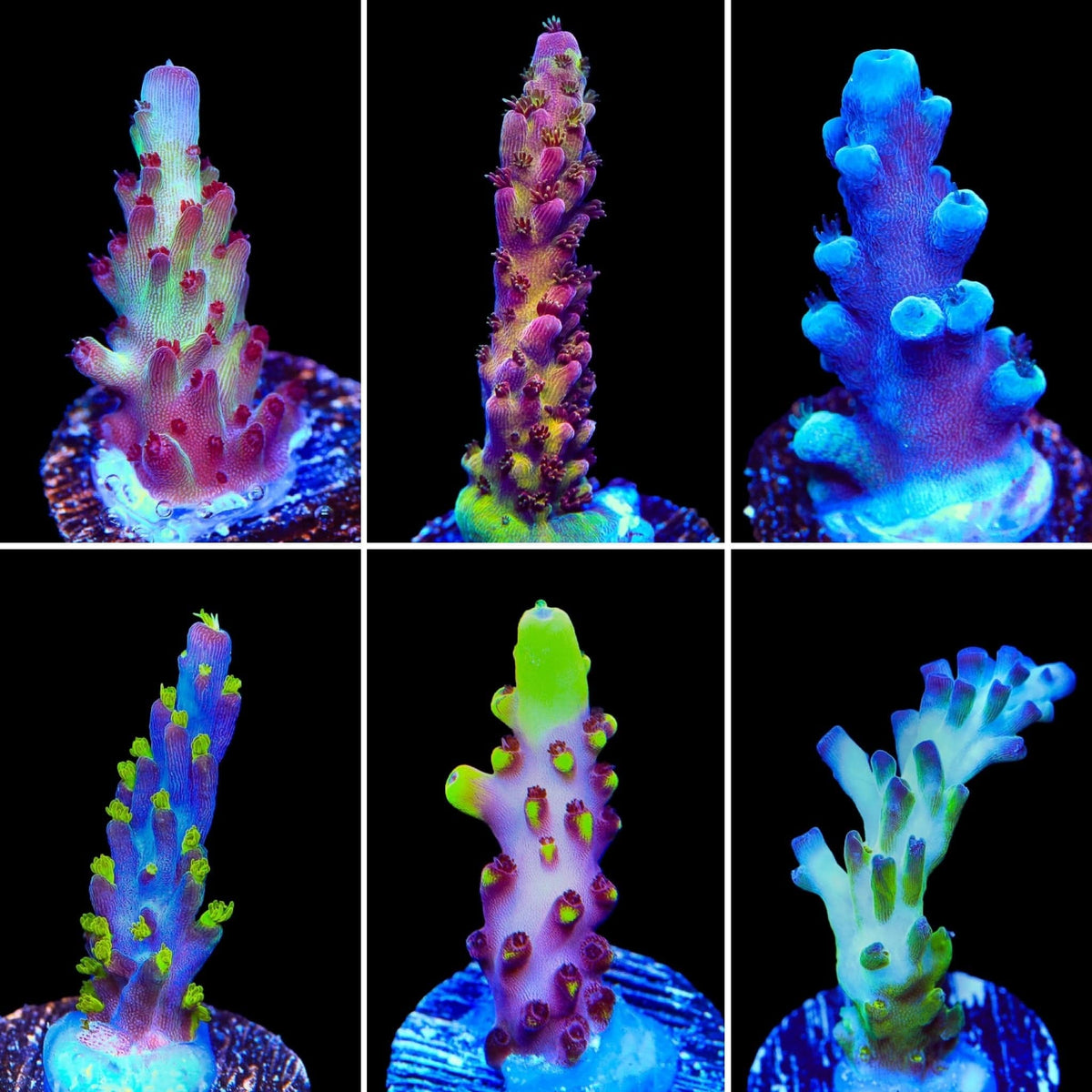 Acropora 6 Coral Frag Pack – Top Shelf Aquatics