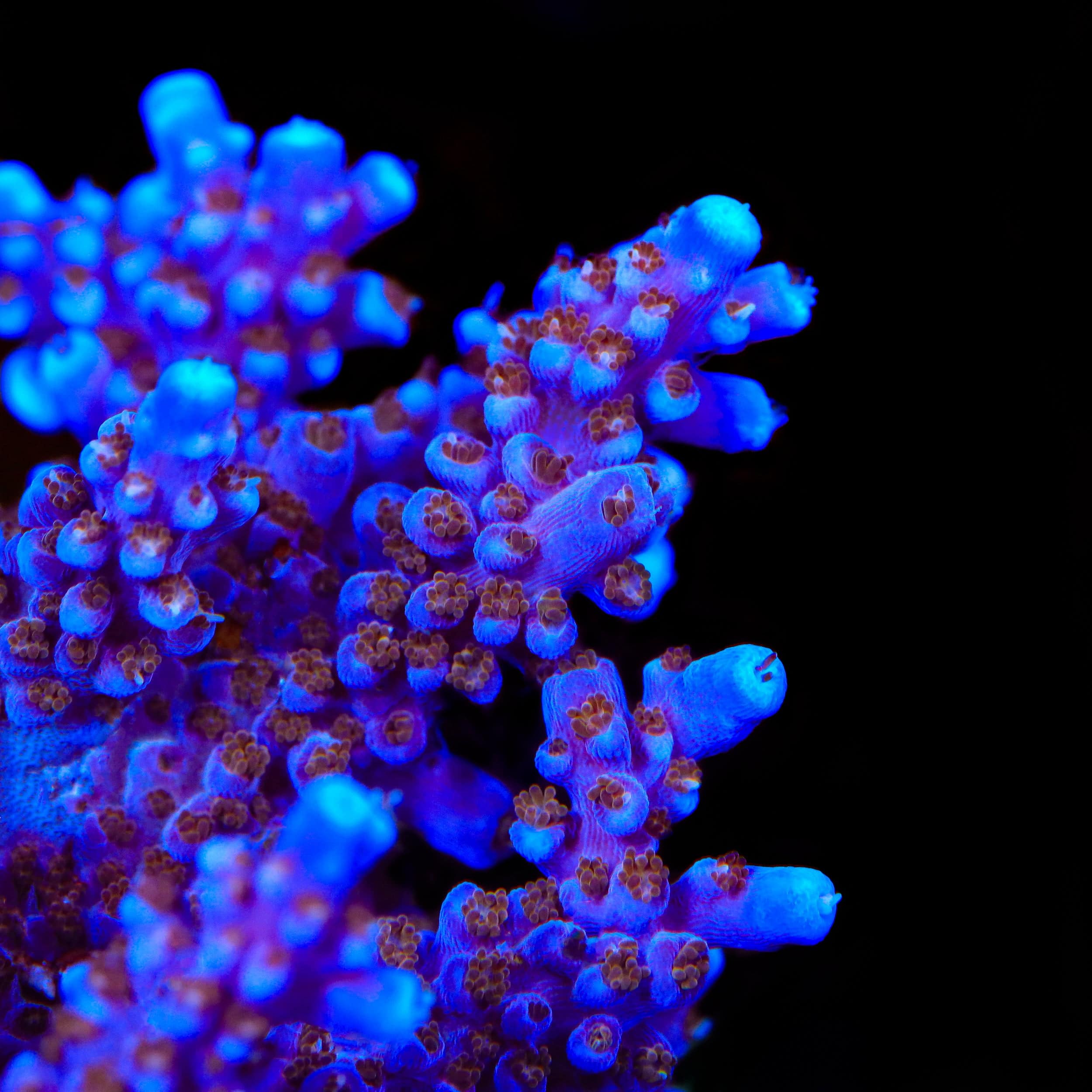 ARC Fireworks Acropora Coral – Top Shelf Aquatics