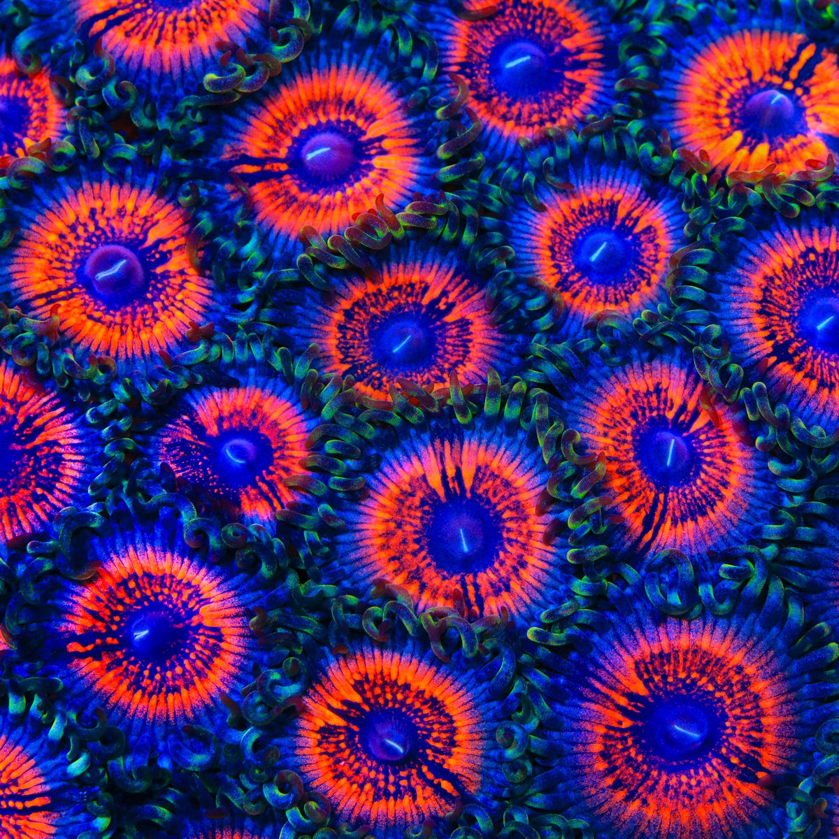Armor of God Zoanthid Coral – Top Shelf Aquatics