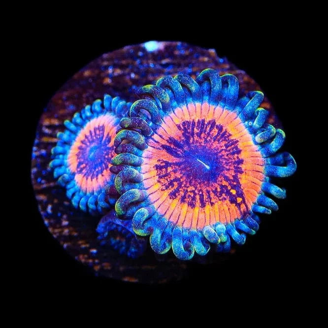 Armor of God Zoanthids Coral – Top Shelf Aquatics