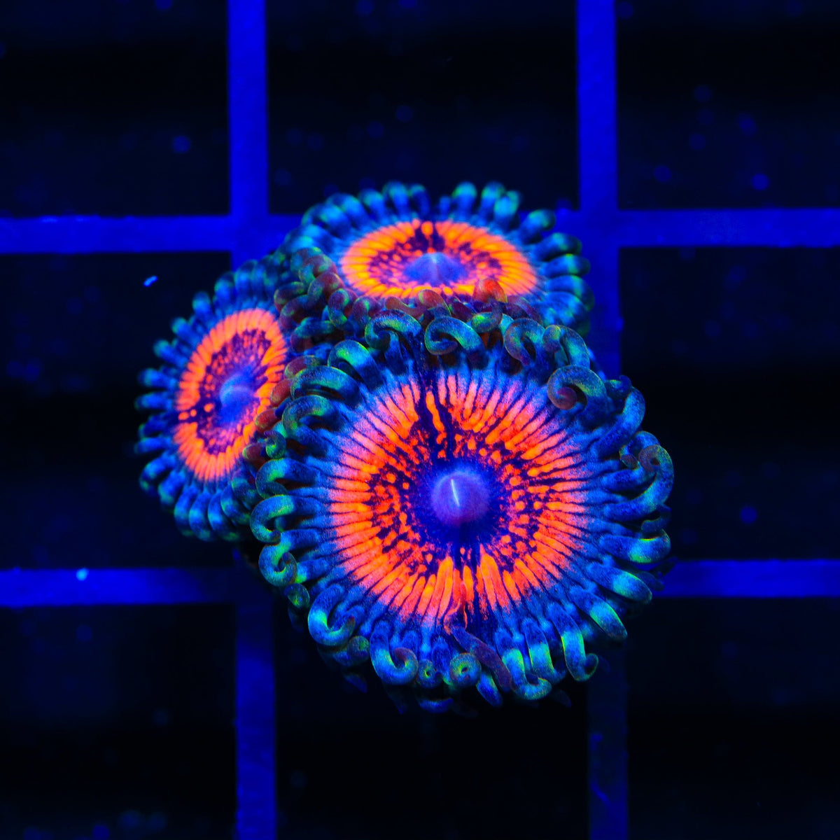 Armor of God Zoanthids Coral – Top Shelf Aquatics