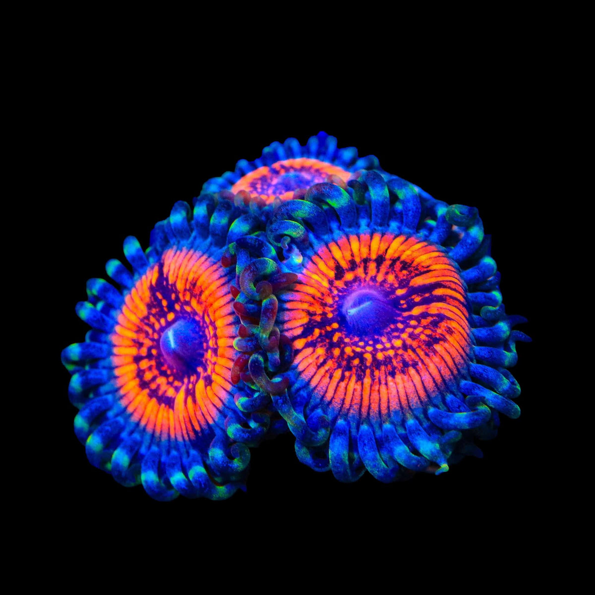 Armor of God Zoanthids Coral – Top Shelf Aquatics