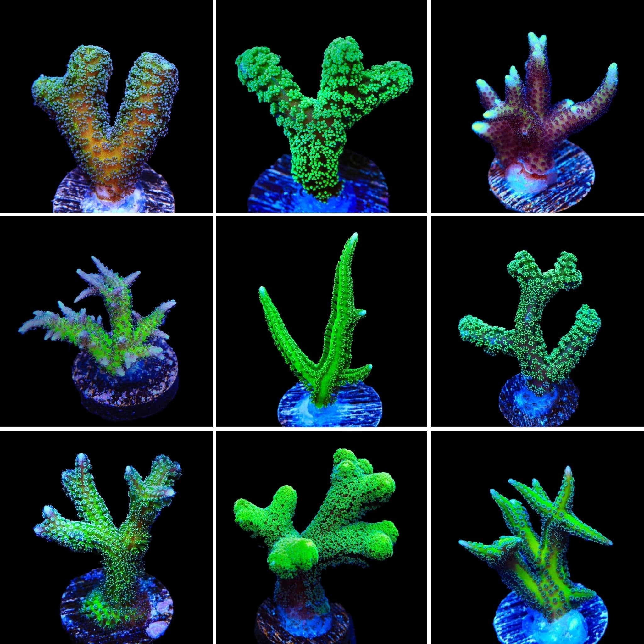 Birdsnest 3 Coral Frag Pack – Top Shelf Aquatics