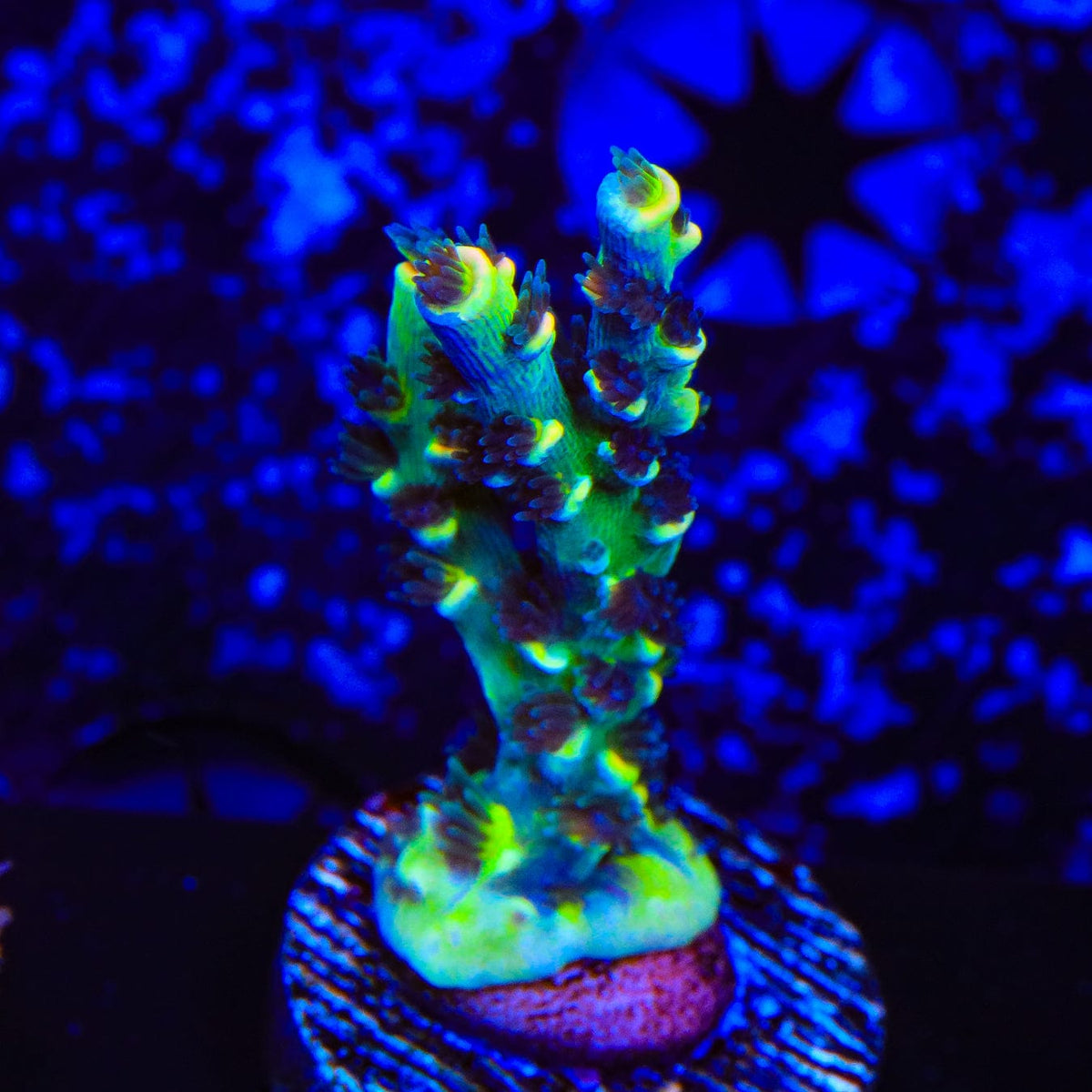 Bkchem Frootloops Acropora Coral – Top Shelf Aquatics