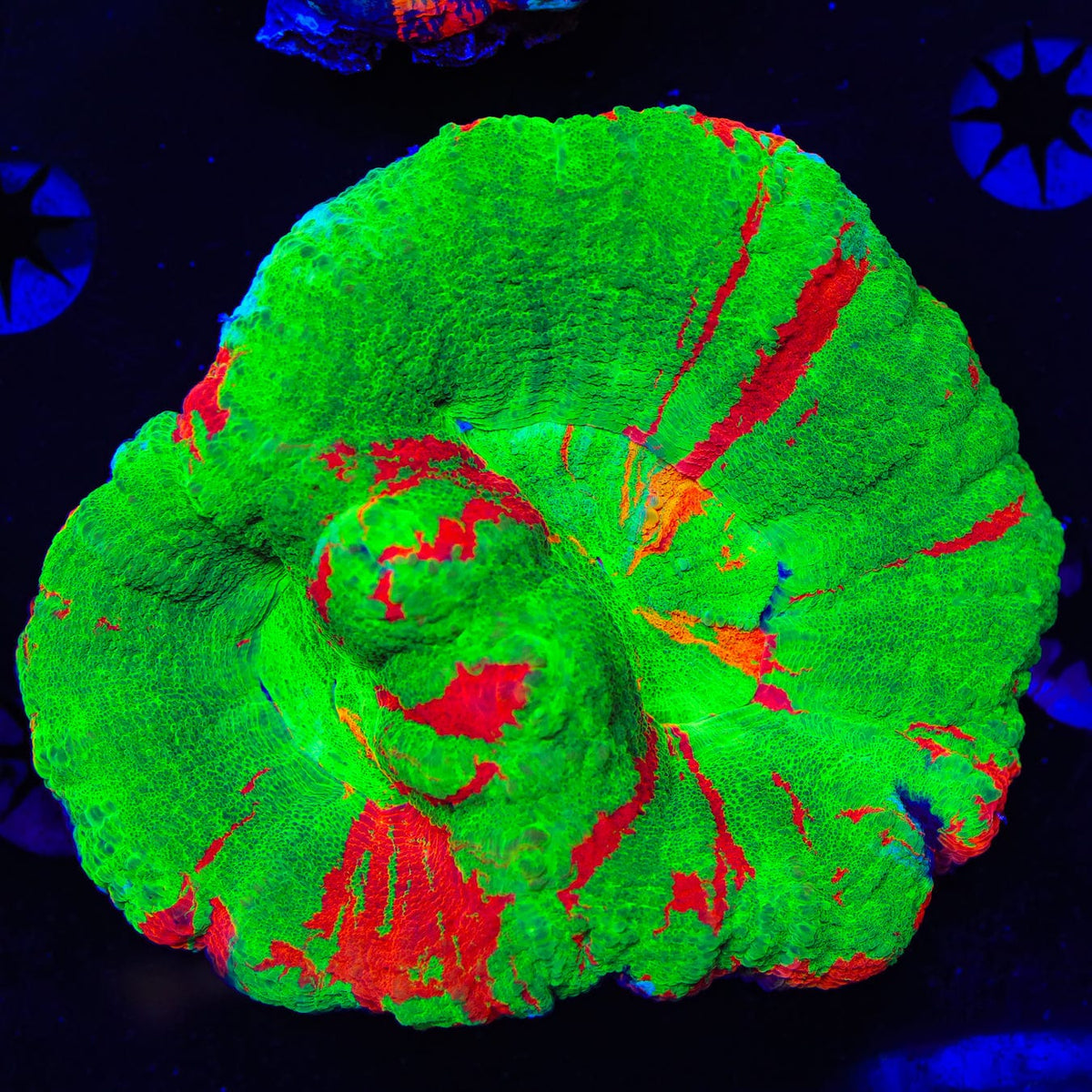 Bleeding Apple Double Head Scoly Coral – Top Shelf Aquatics