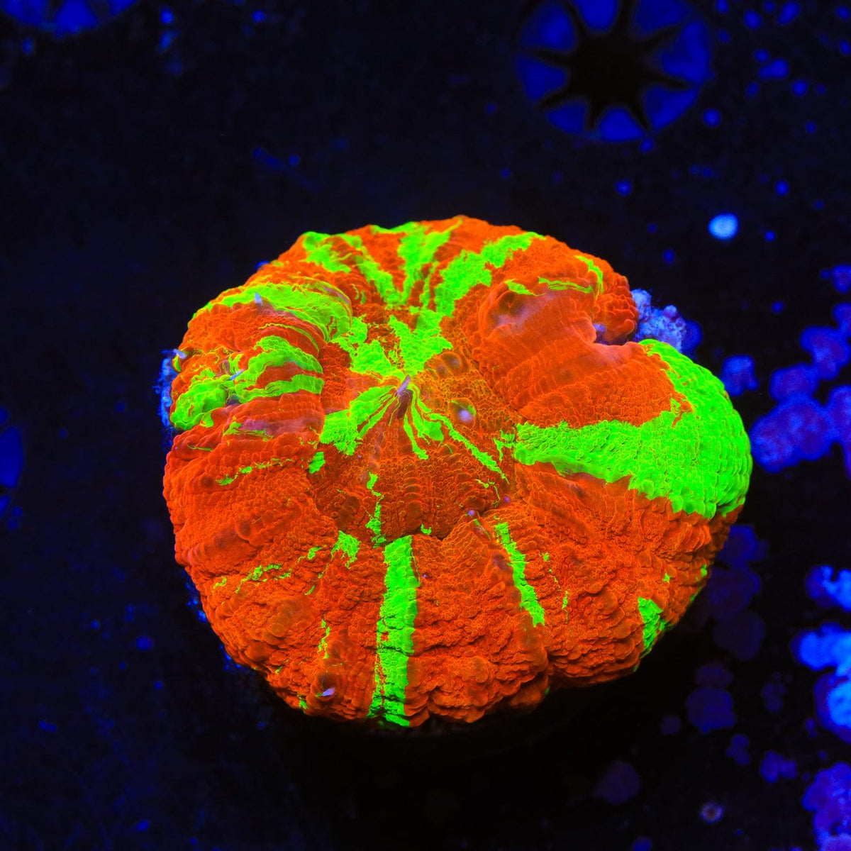Bleeding Apple Scolymia Coral – Top Shelf Aquatics