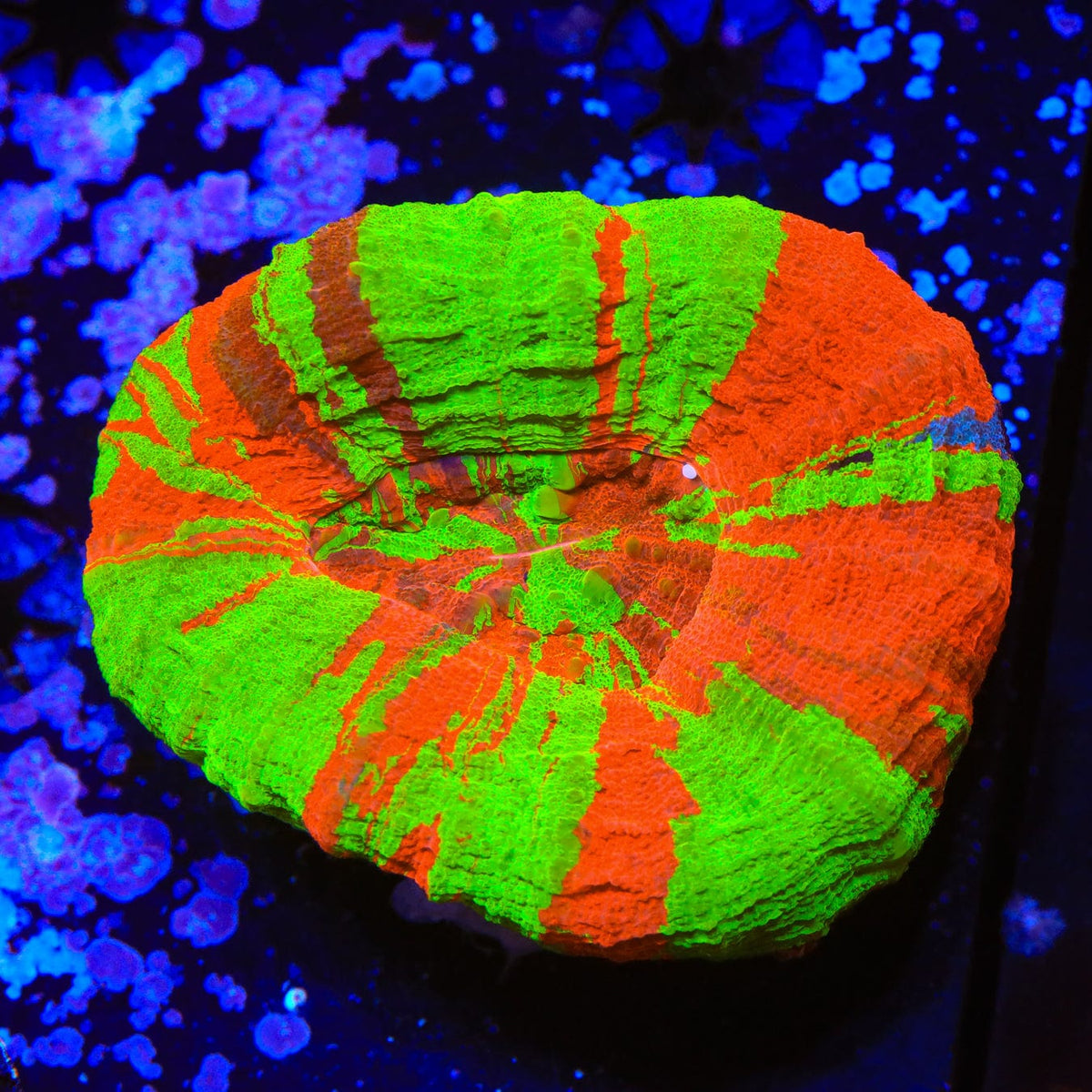 Bleeding Apple Scolymia Coral – Top Shelf Aquatics