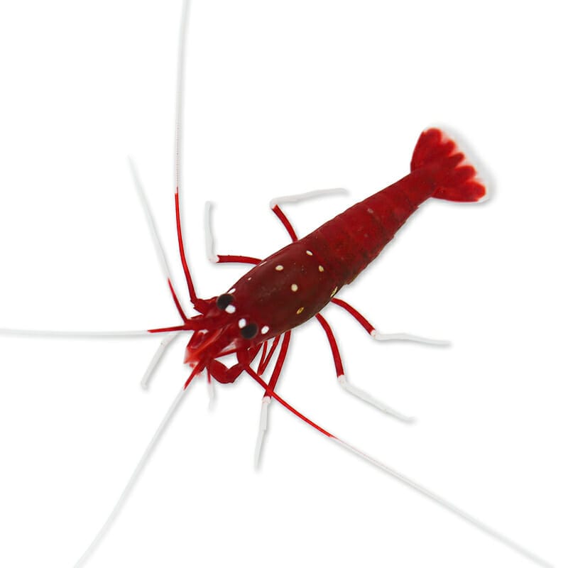 Blood Red Fire Shrimp – Lysmata debelius – Top Shelf Aquatics