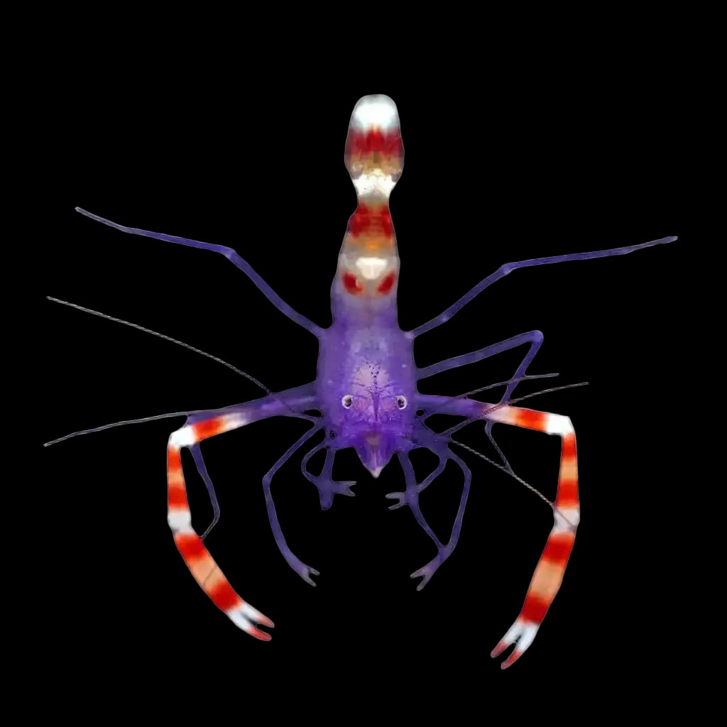 Blue Coral Banded Shrimp – Stenopus tenuirostris – Top Shelf Aquatics