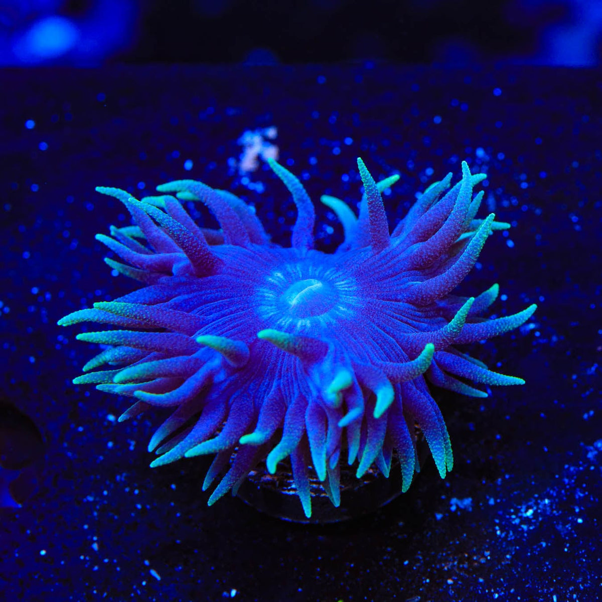 Blue Duncan Coral – Top Shelf Aquatics