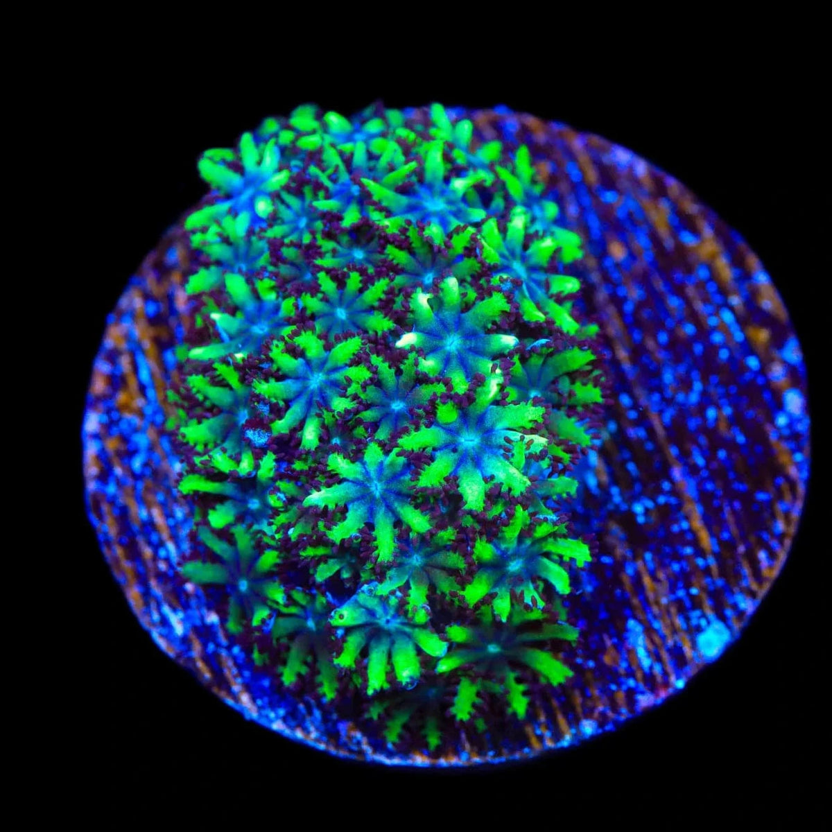 Blue Green Sympodium Coral – Top Shelf Aquatics