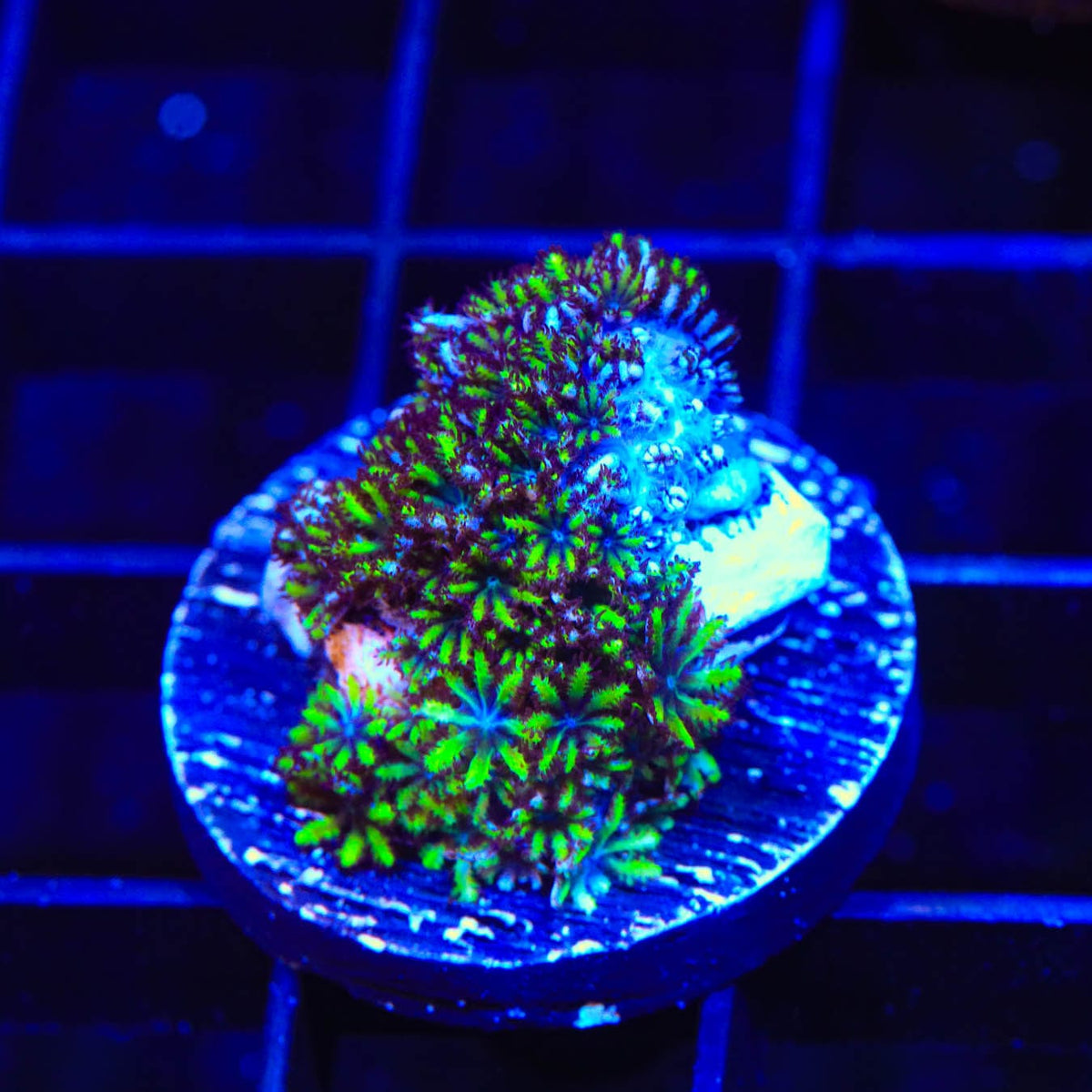 Blue Green Sympodium Coral – Top Shelf Aquatics