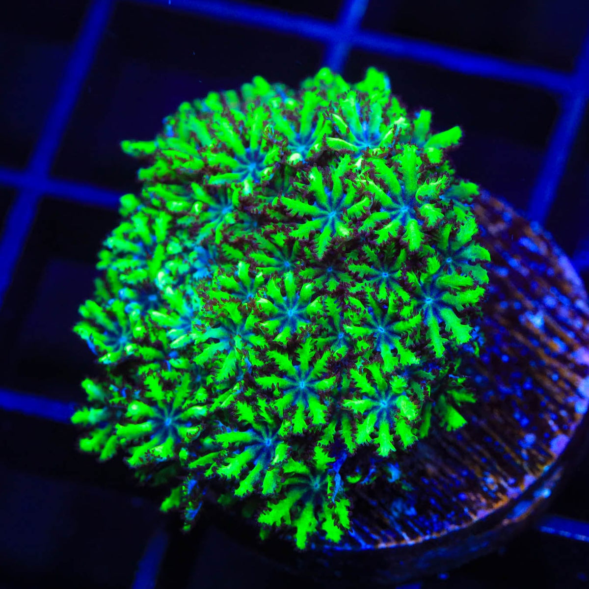 Blue Green Sympodium Coral – Top Shelf Aquatics