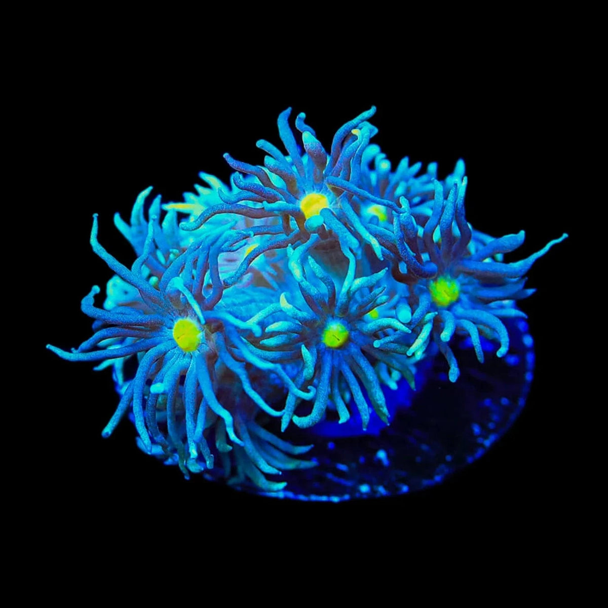 Blue Snake Eye Goniopora Coral – Top Shelf Aquatics