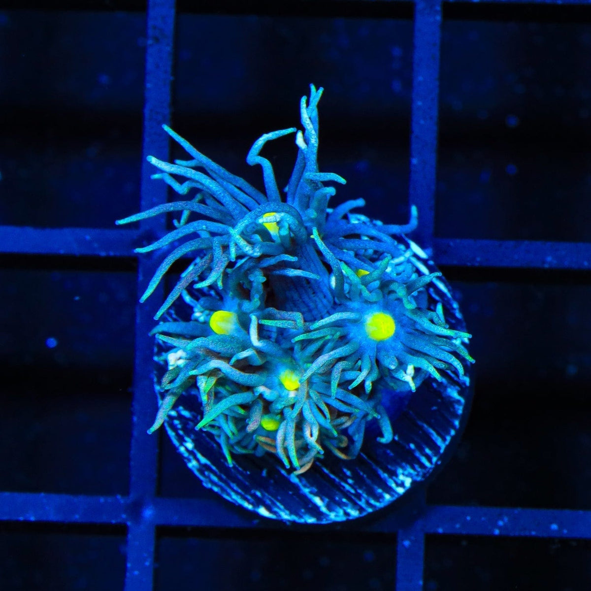 Blue Snake Eye Goniopora Coral – Top Shelf Aquatics