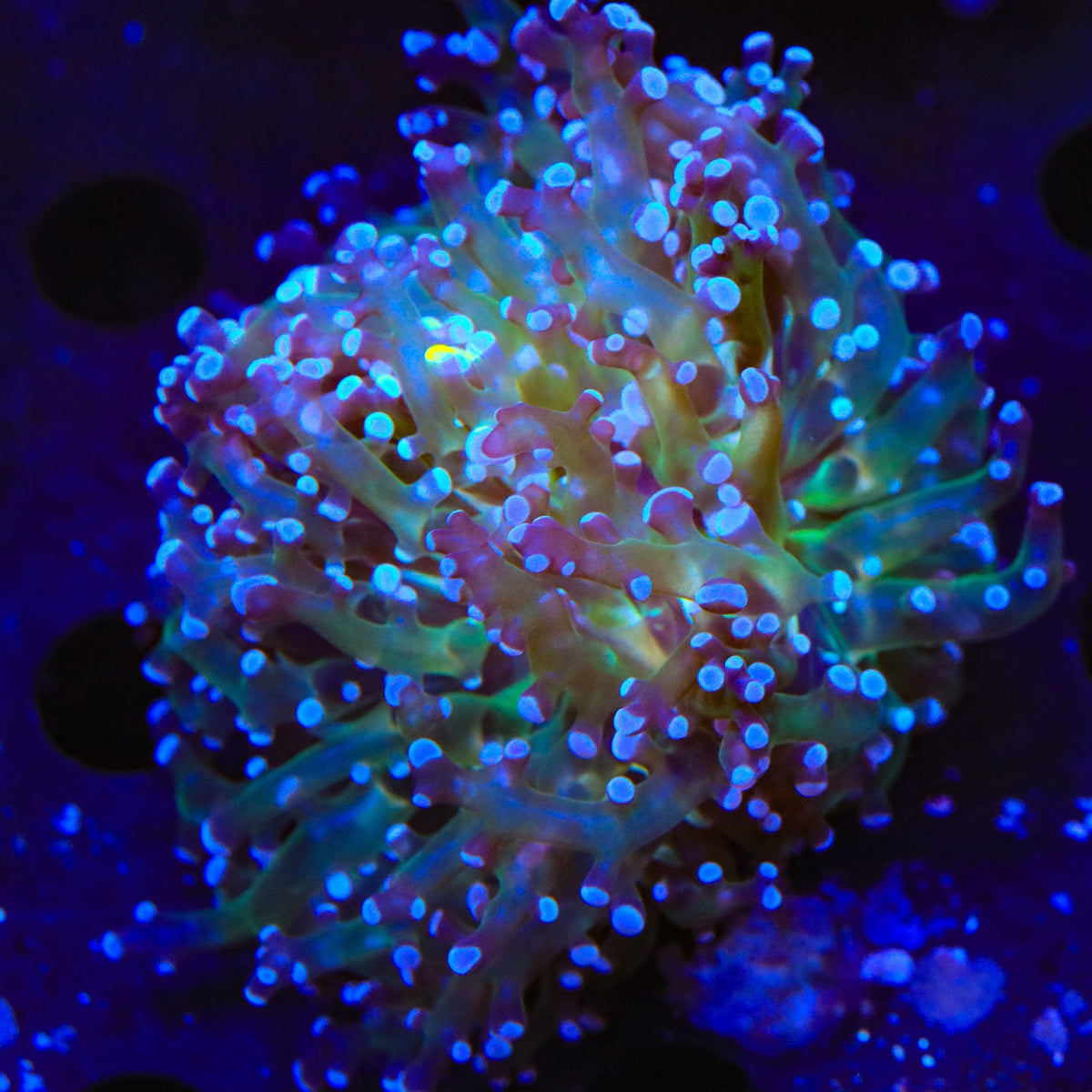 Blueberry Frogspawn Coral – Top Shelf Aquatics