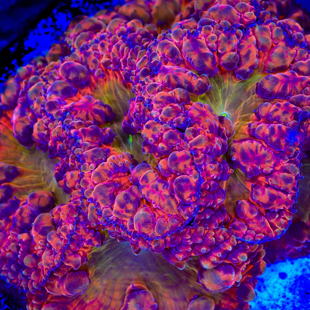 Bsa Titty Twister Blastomussa Coral Top Shelf Aquatics
