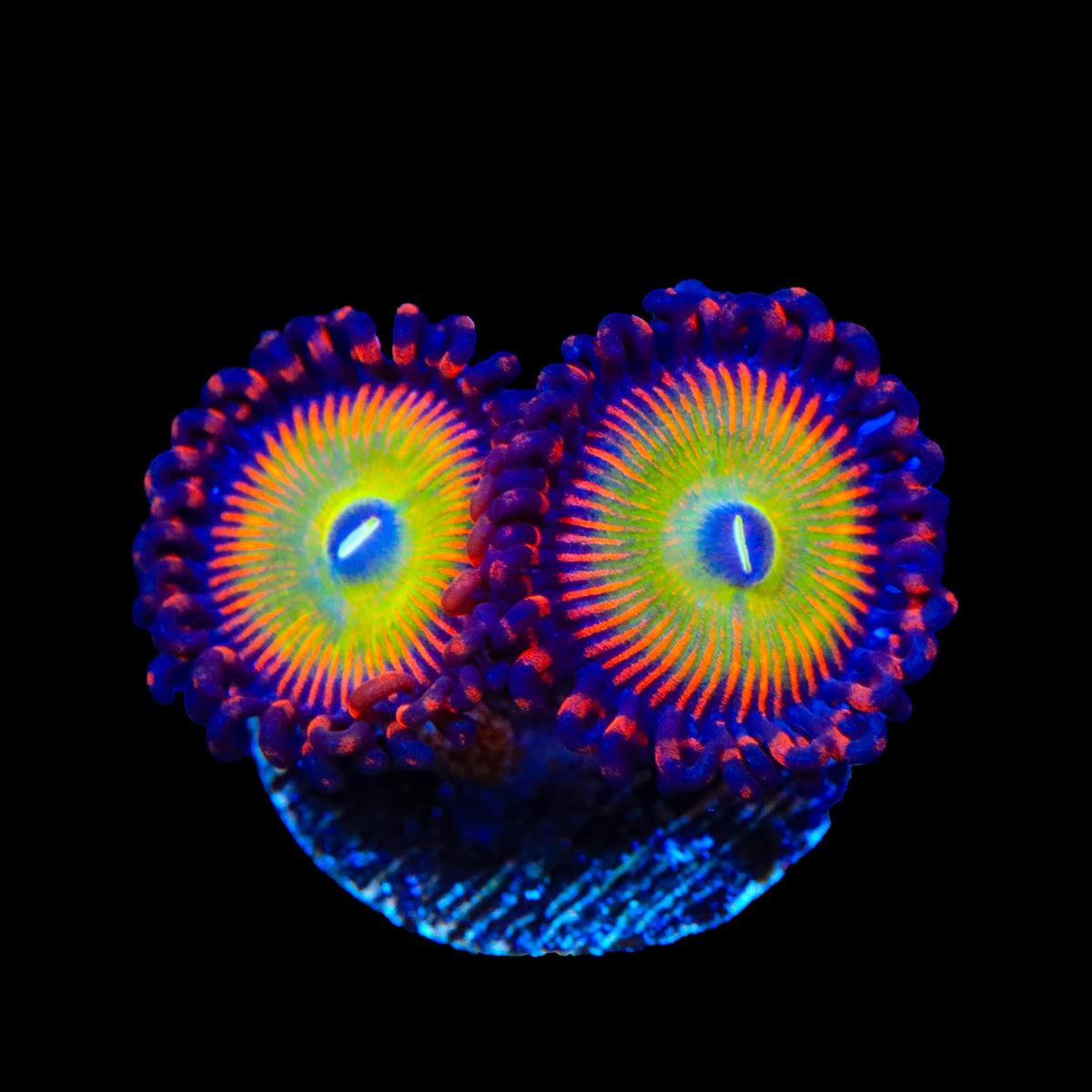 Candy Apple Red Zoanthids Coral – Top Shelf Aquatics