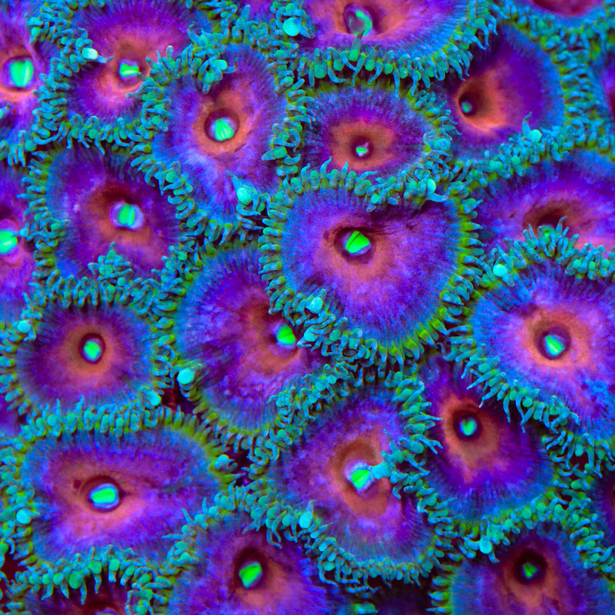 Captain America Palythoa Zoanthids Coral – Top Shelf Aquatics