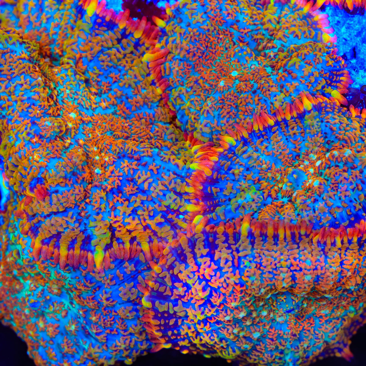 Captain Crunch Mushroom Coral – Top Shelf Aquatics