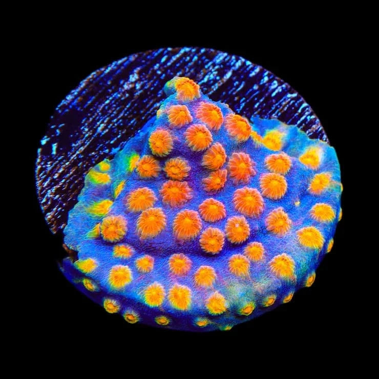 CB Monet Madness Cyphastrea Coral – Top Shelf Aquatics