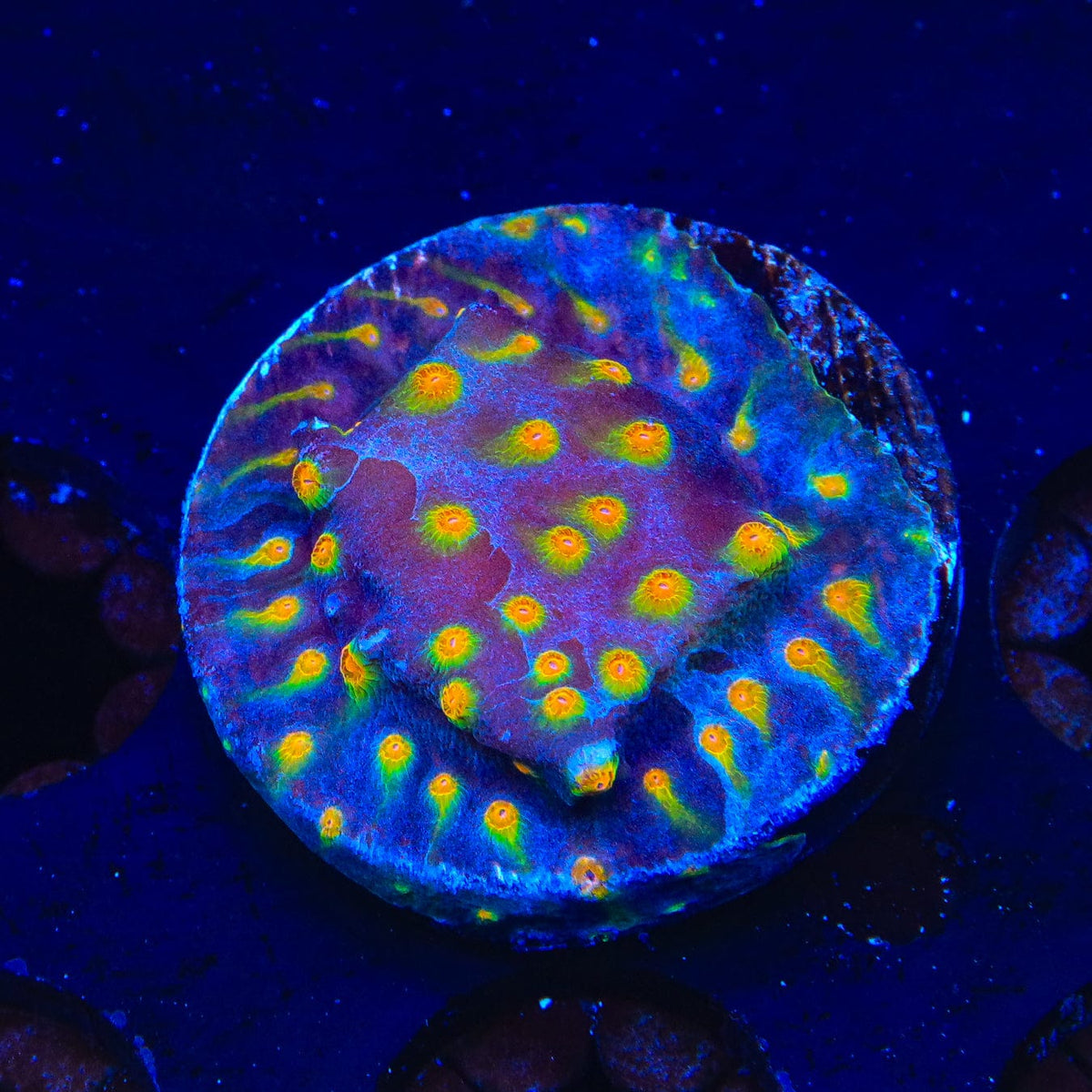 CB Monet Madness Cyphastrea Coral – Top Shelf Aquatics