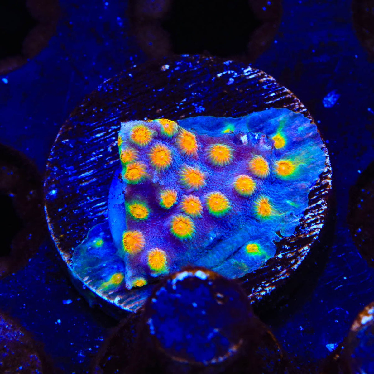 CB Monet Madness Cyphastrea Coral – Top Shelf Aquatics