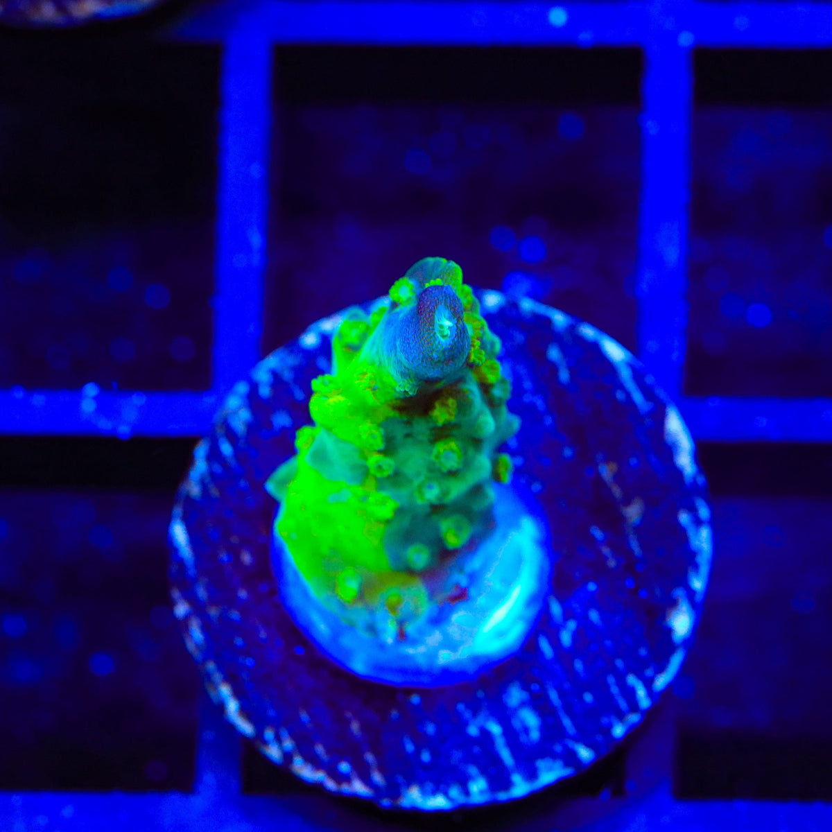 CC Grafted Banana Hammock Acropora Coral – Top Shelf Aquatics