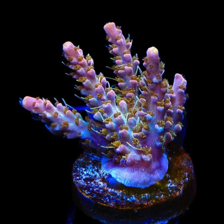 CC Voodoo Majick Acropora Coral – Top Shelf Aquatics
