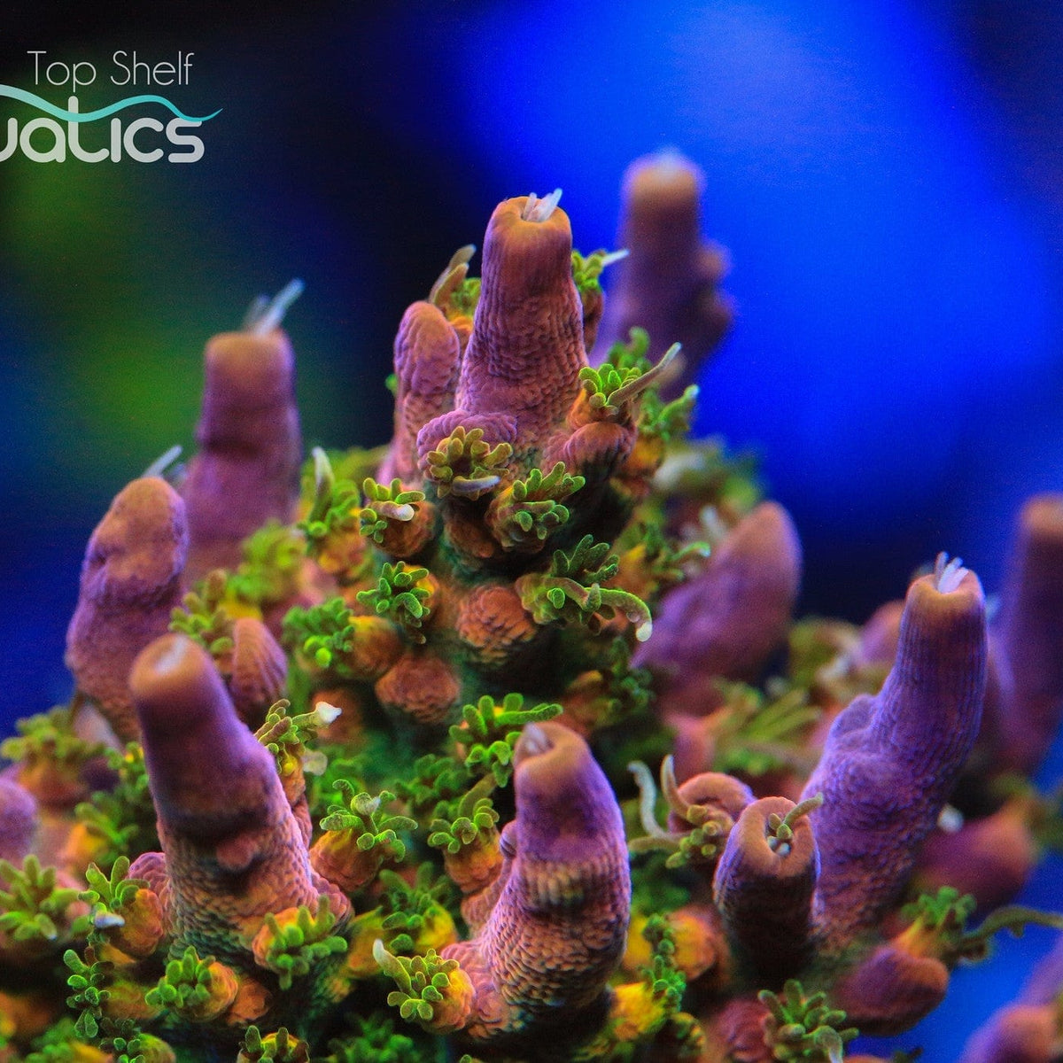CC Voodoo Majick Acropora Coral – Top Shelf Aquatics